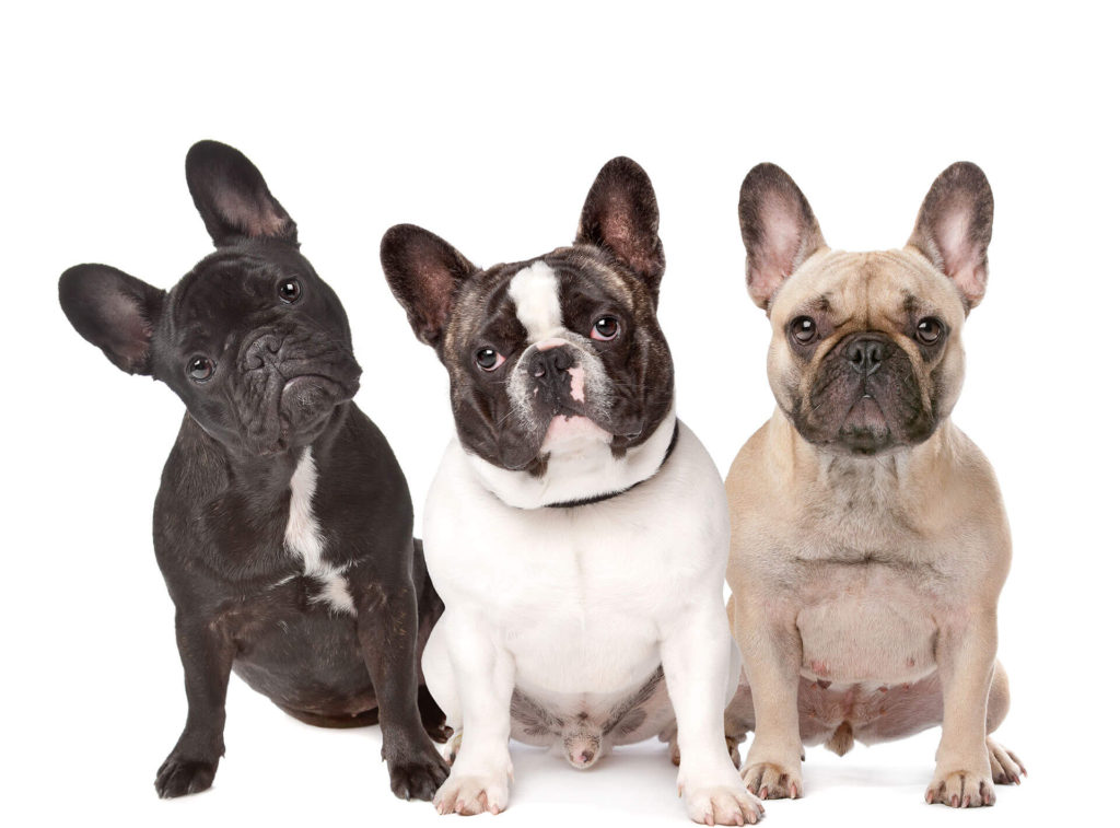 Home page - Frenchie Advice
