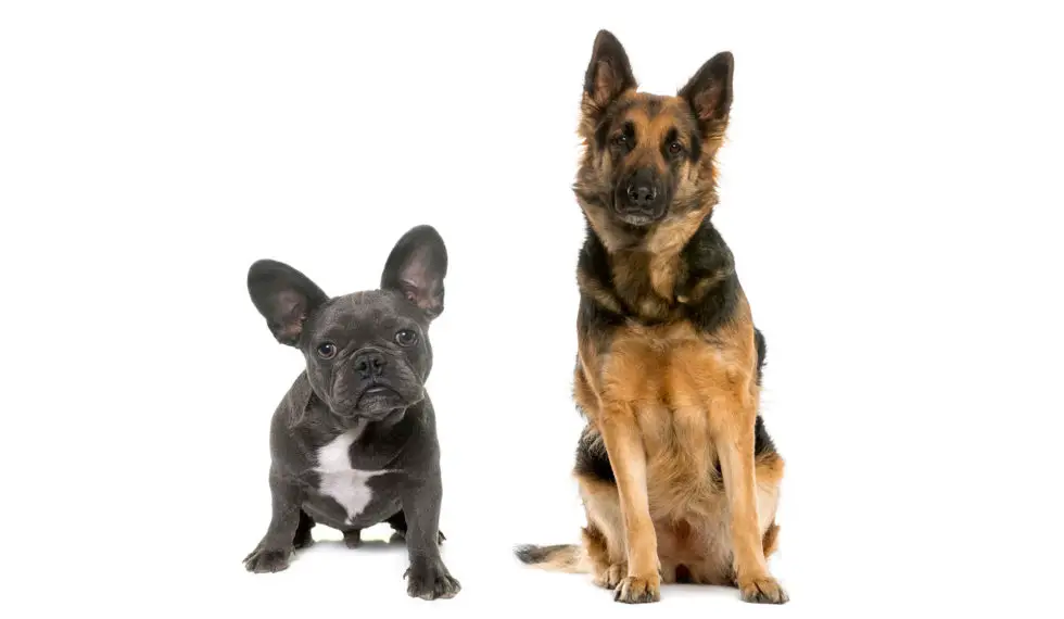 French Bulldog + German Shepherd = Frenchie Shepherd - Frenchie Advice