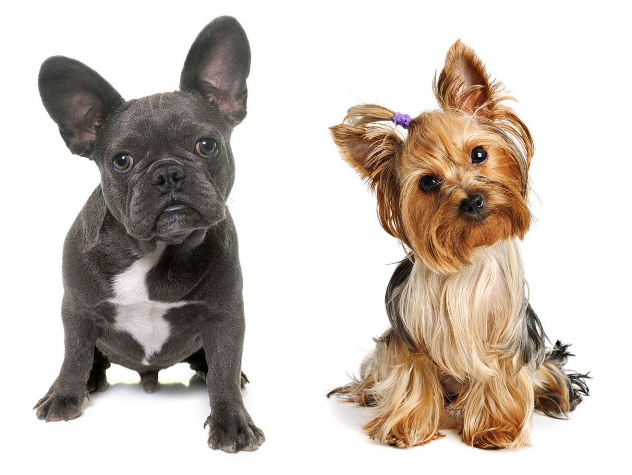French Bulldog + Yorkie = Frorkie - Frenchie Advice